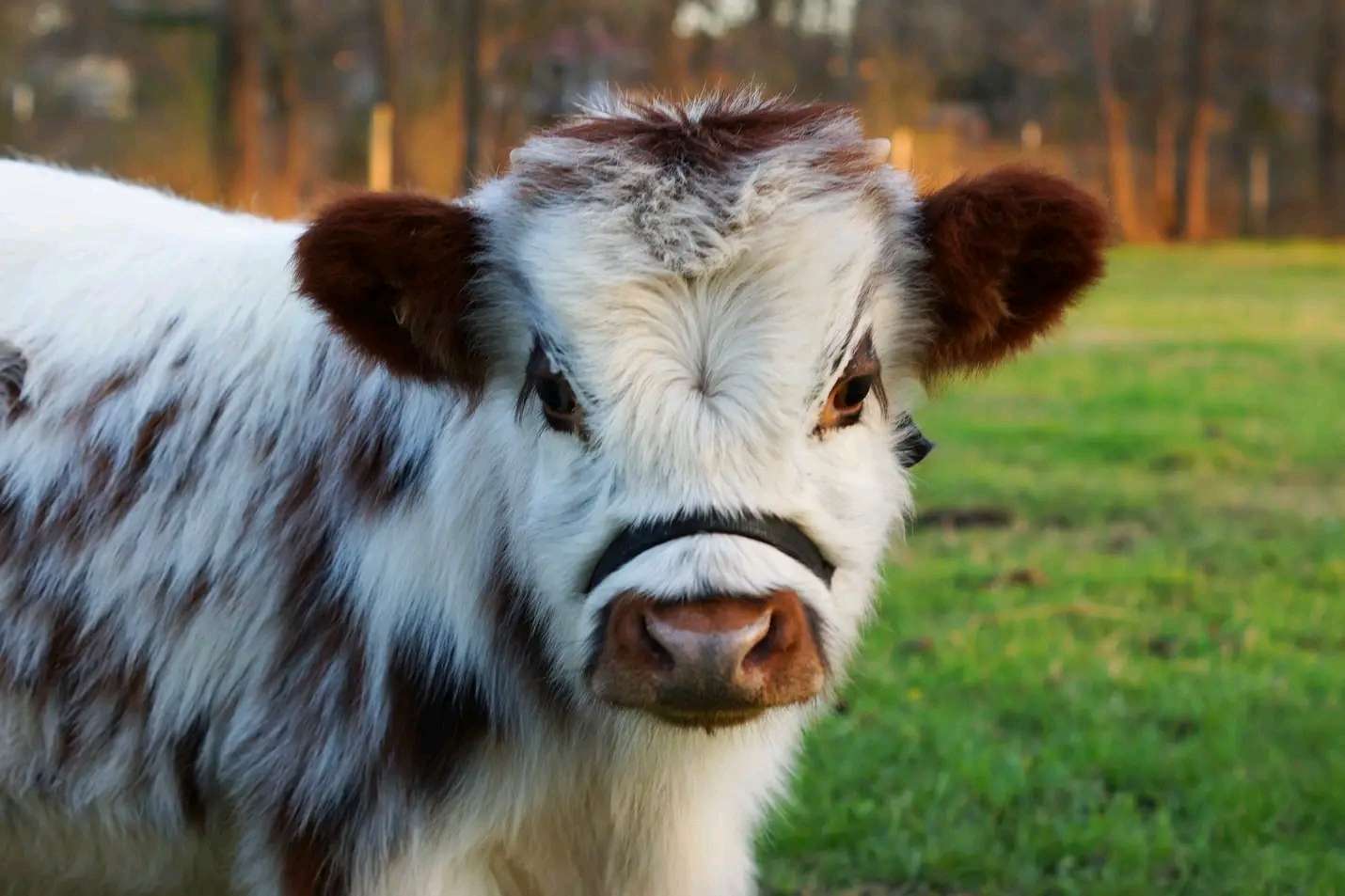 minicow in tags | MINI MOO ACRES in Fulton County