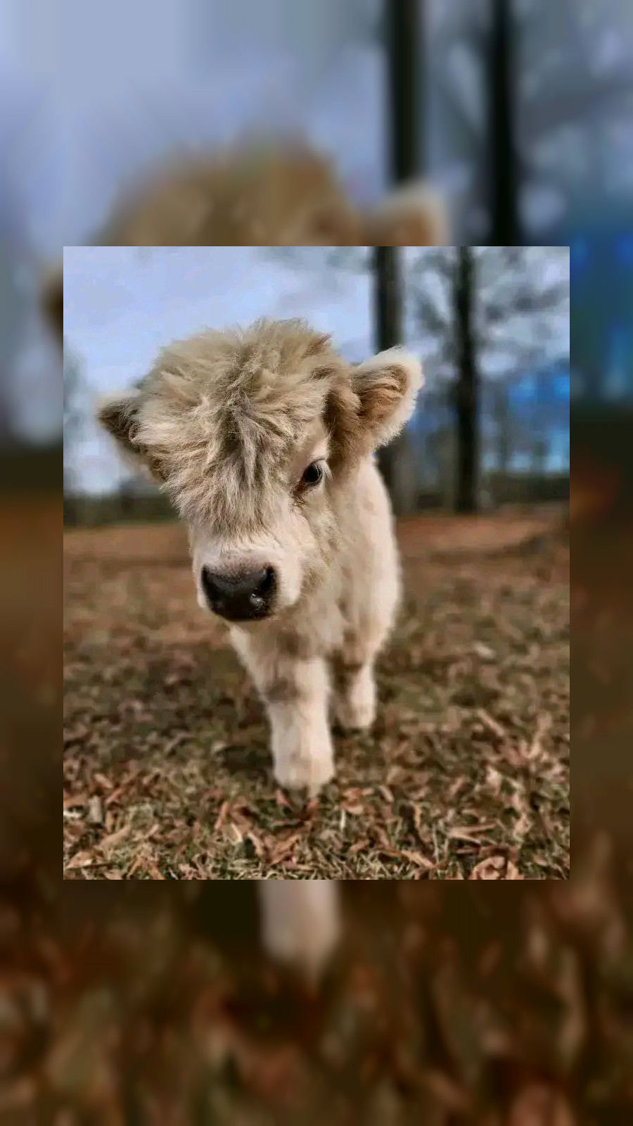 Mini Moo Acres | micro miniature cattle for adoption