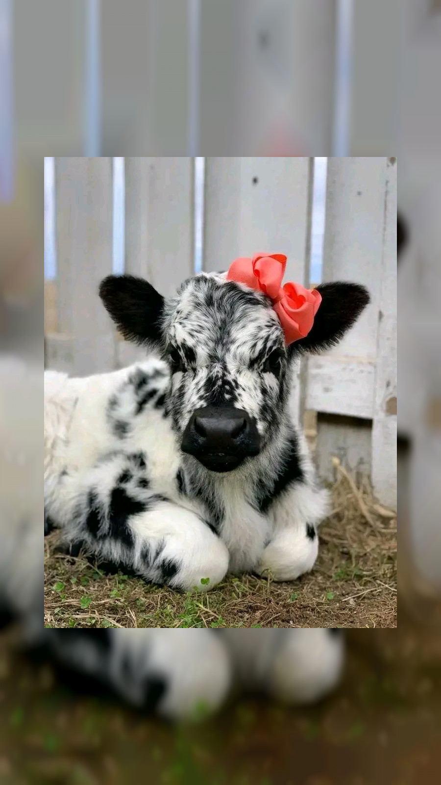 Mini Moo Acres | micro miniature cattle for adoption