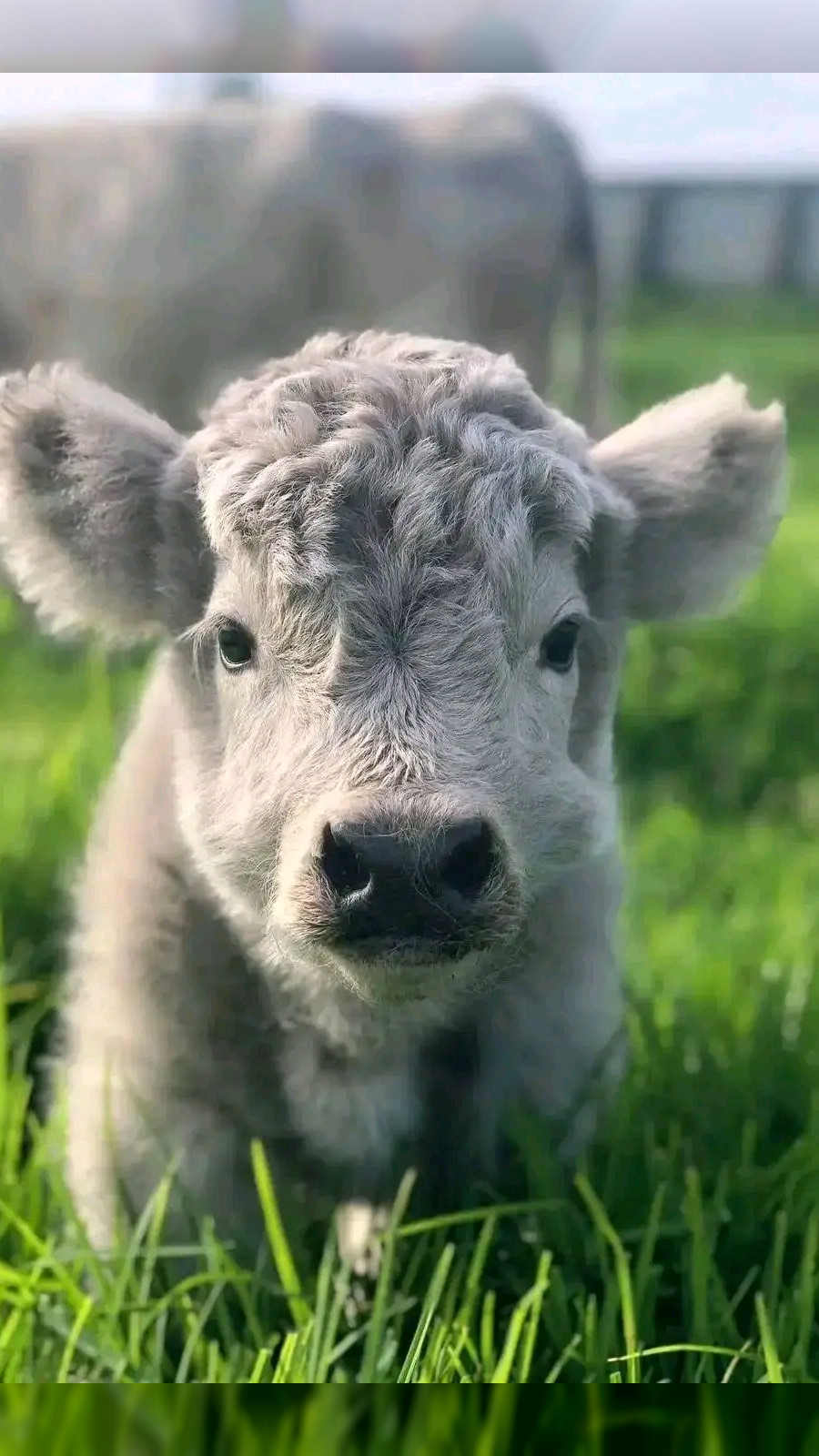 Mini Moo Acres | micro miniature cattle for adoption