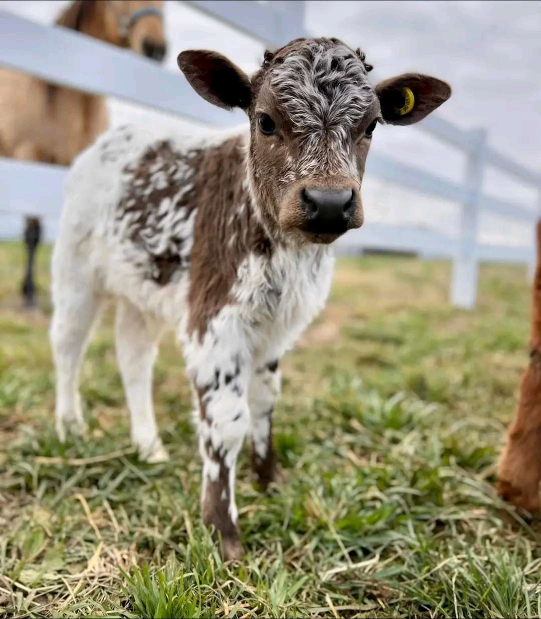 Mini Moo Acres | micro miniature cattle for adoption