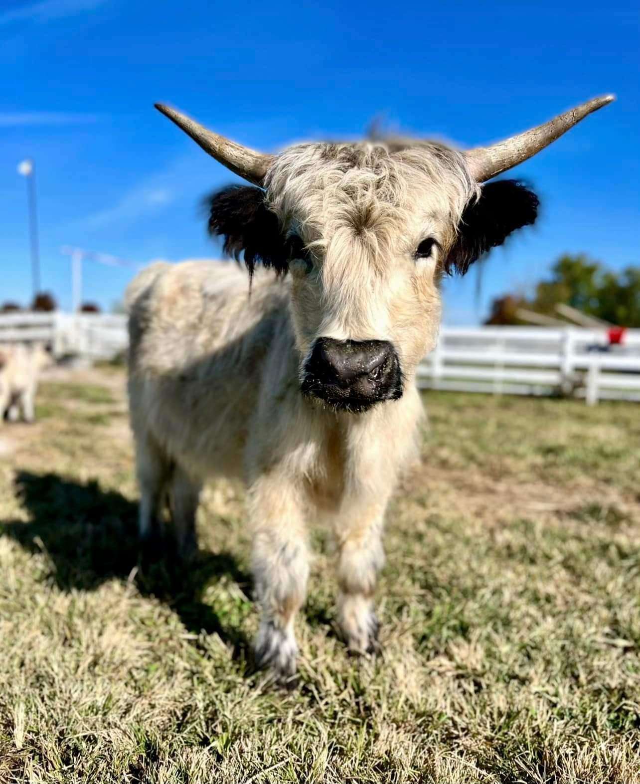 Mini Moo Acres | micro miniature cattle for adoption