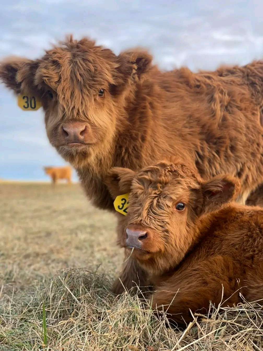 Mini Moo Acres | micro miniature cattle for adoption